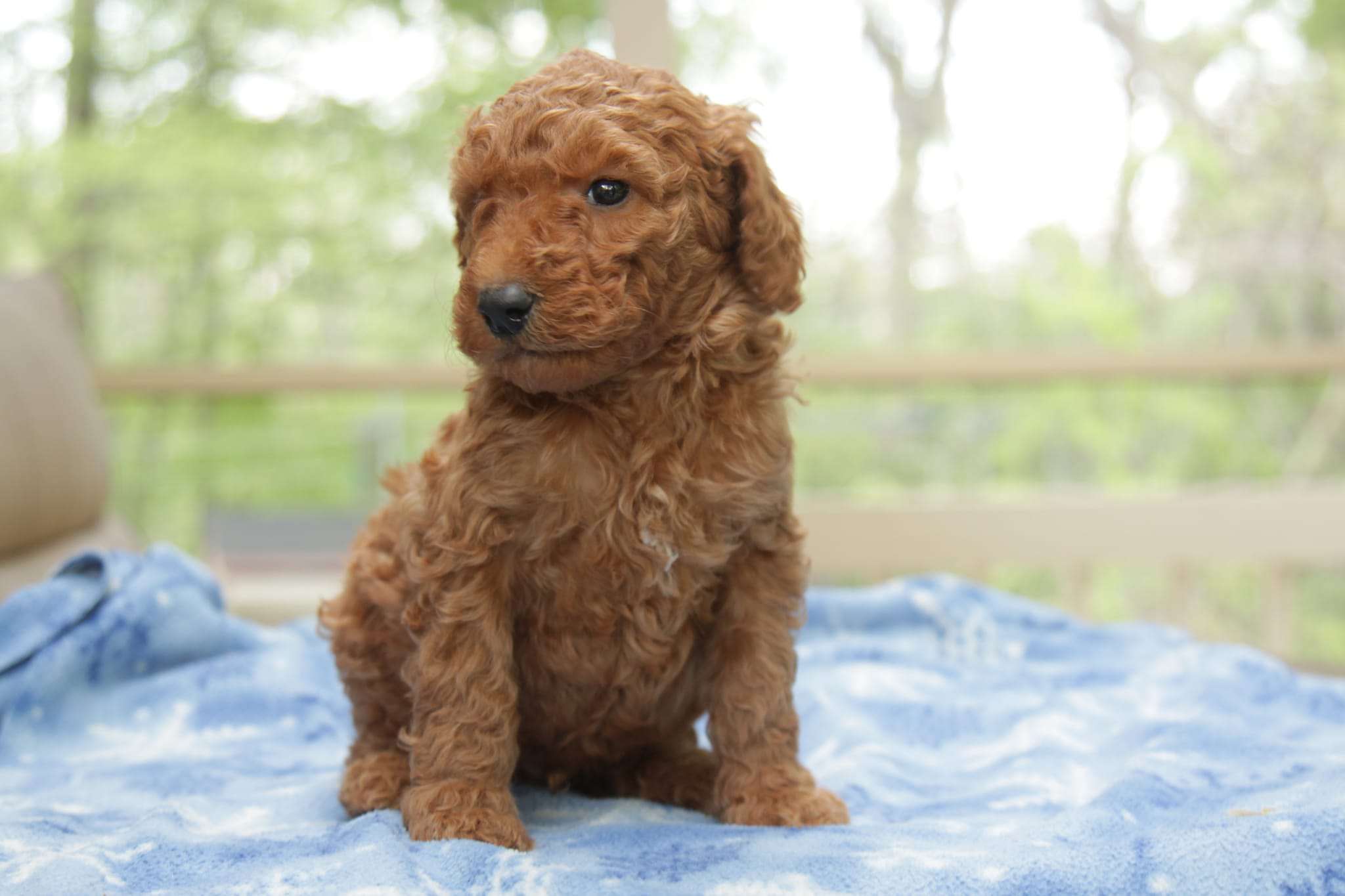 Medium - Sammy - Male f1b - Goldendoodles By Aggie