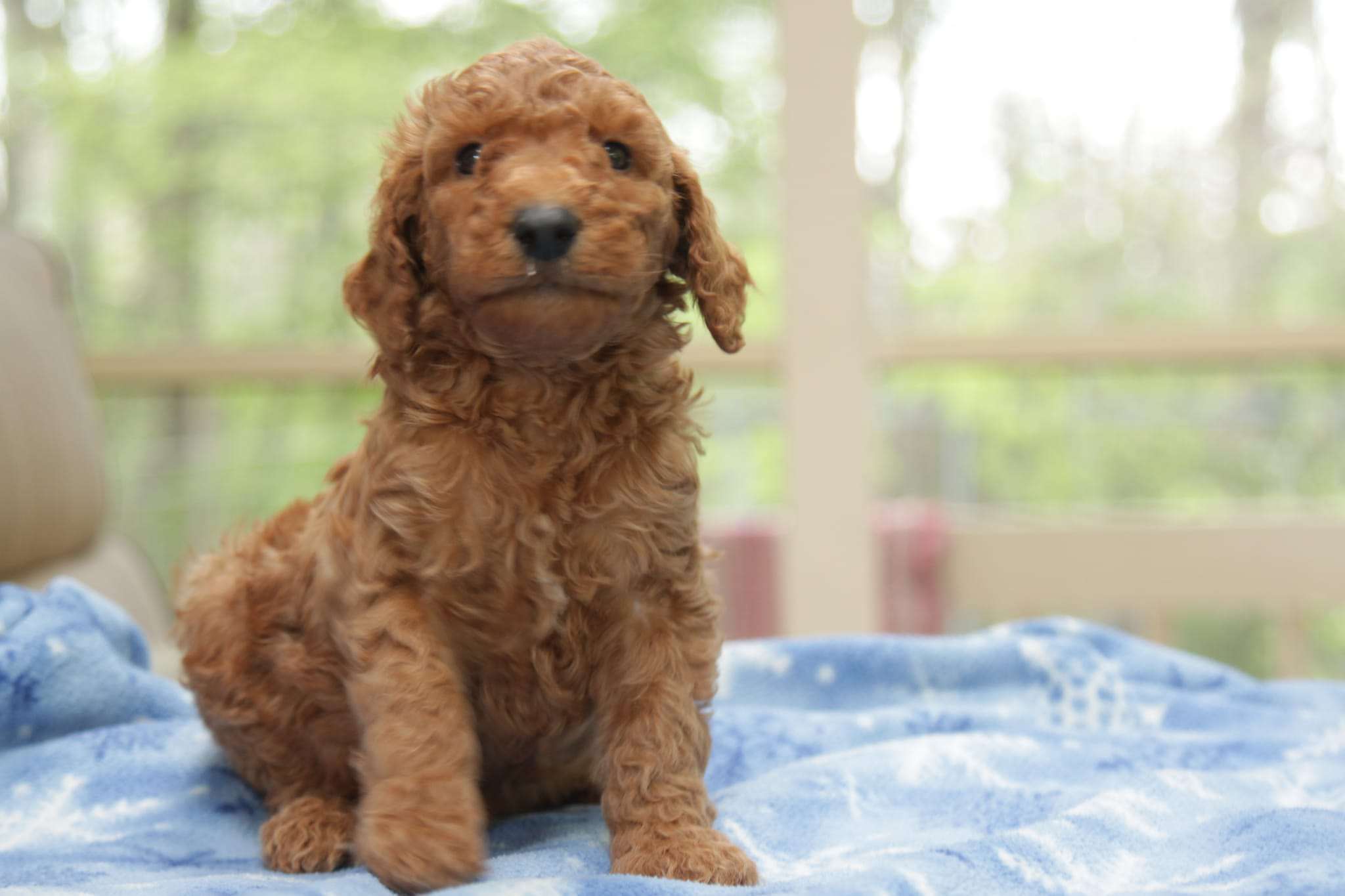 Medium - Sammy - Male f1b - Goldendoodles By Aggie