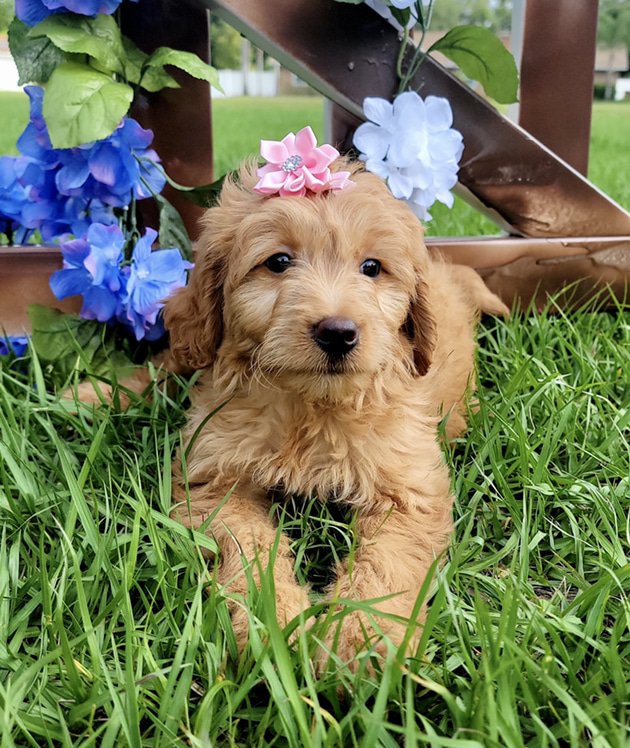 Mini Nancy – Miniature Goldendoodle – Female – Goldendoodles By Aggie