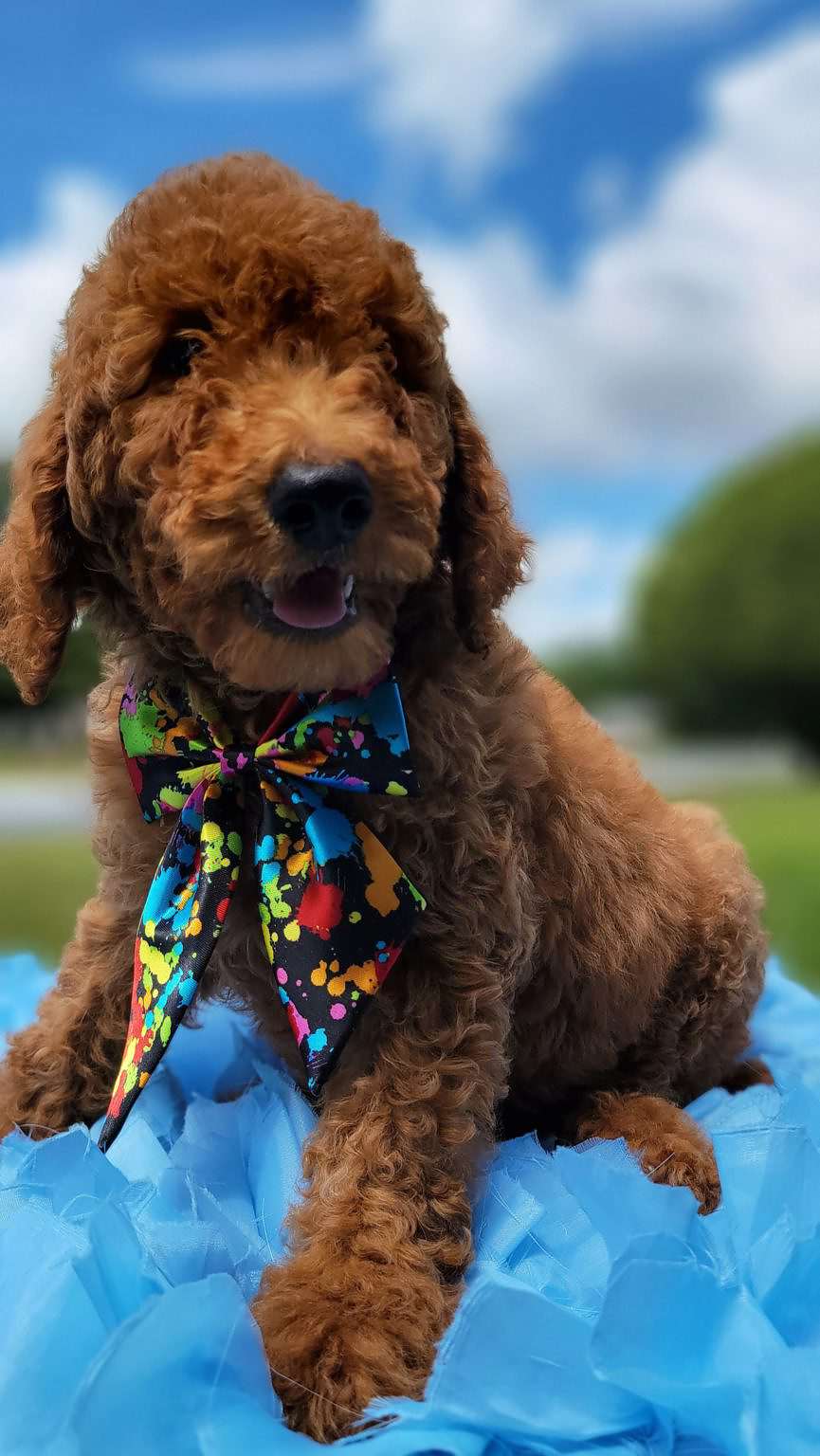 Medium - Sammy - Male f1b - Goldendoodles By Aggie