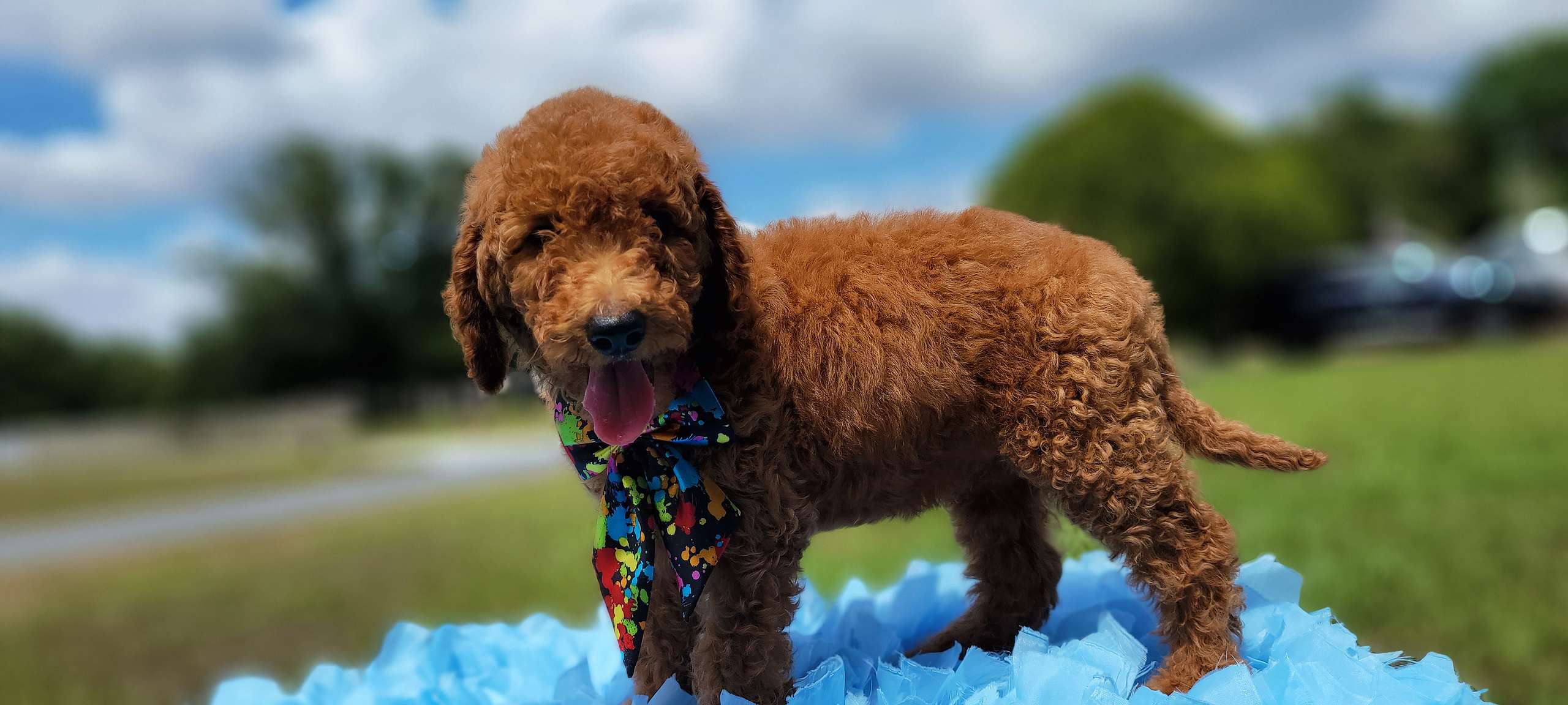 Medium - Sammy - Male f1b - Goldendoodles By Aggie