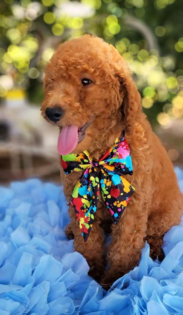 Medium - Sammy - Male f1b - Goldendoodles By Aggie