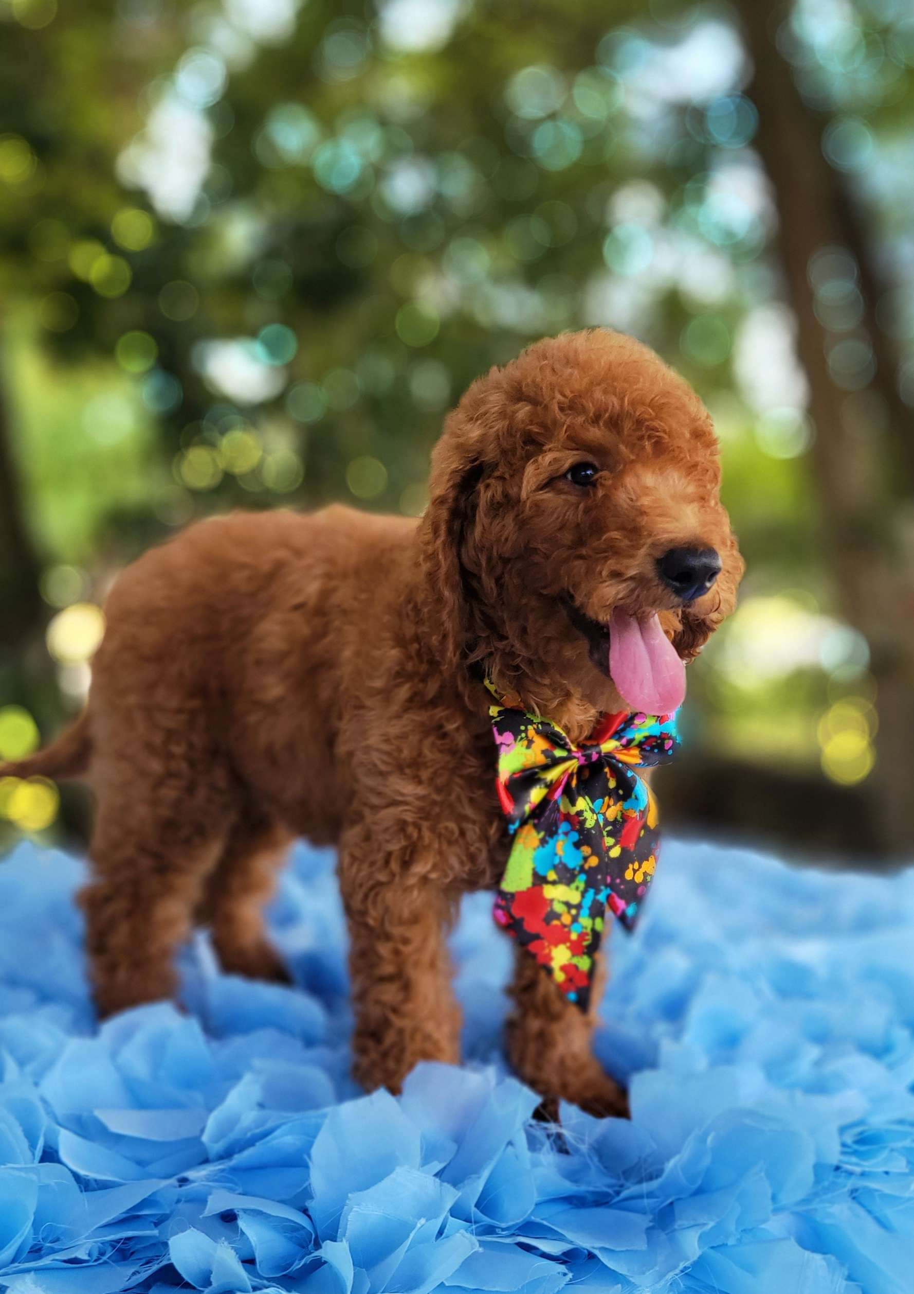 Medium - Sammy - Male f1b - Goldendoodles By Aggie