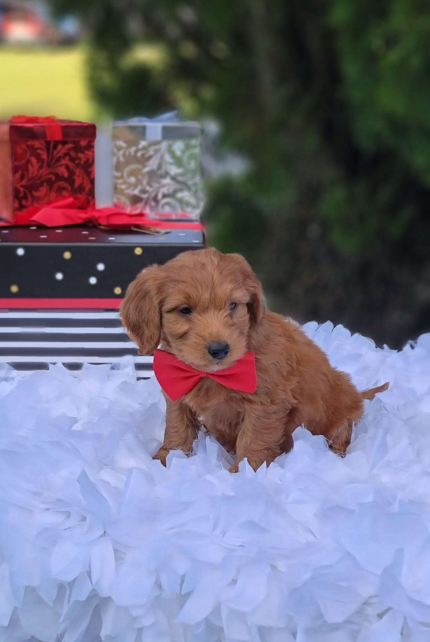 Miniature – Rocket – Male – 🚗 Ready to Go Home 🏠 – Goldendoodles By Aggie