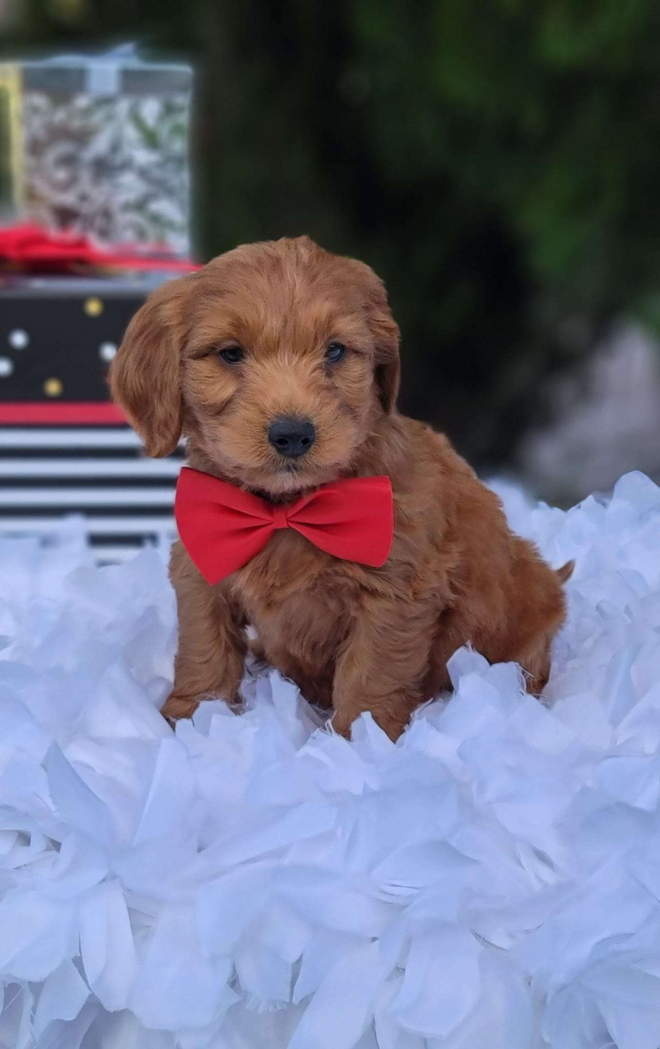 Miniature - Rocket - Male - 🚗 Ready to Go Home 🏠 - Goldendoodles By Aggie