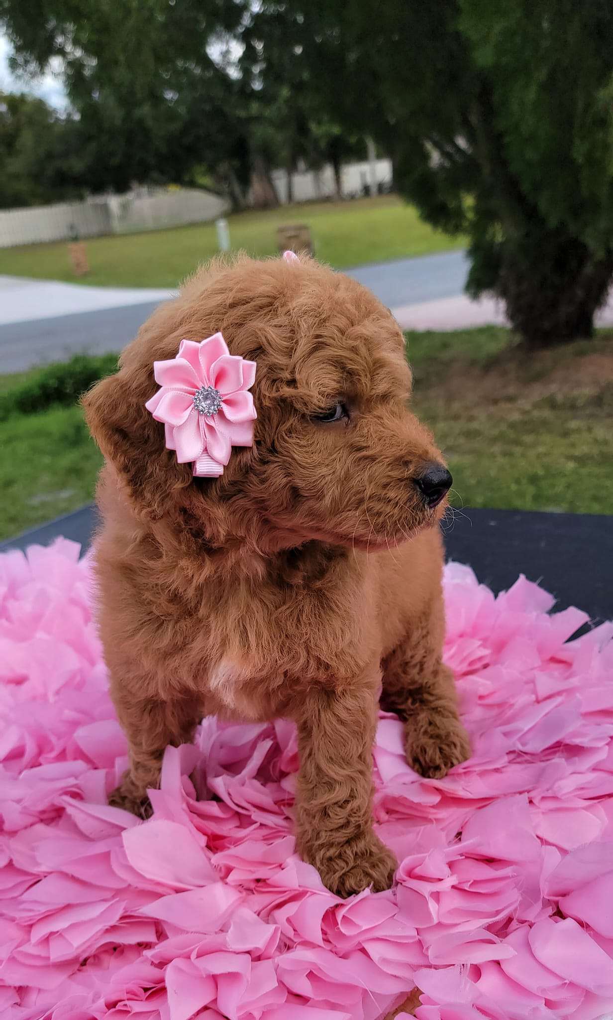 Standard – Primrose – Female – Goldendoodles By Aggie