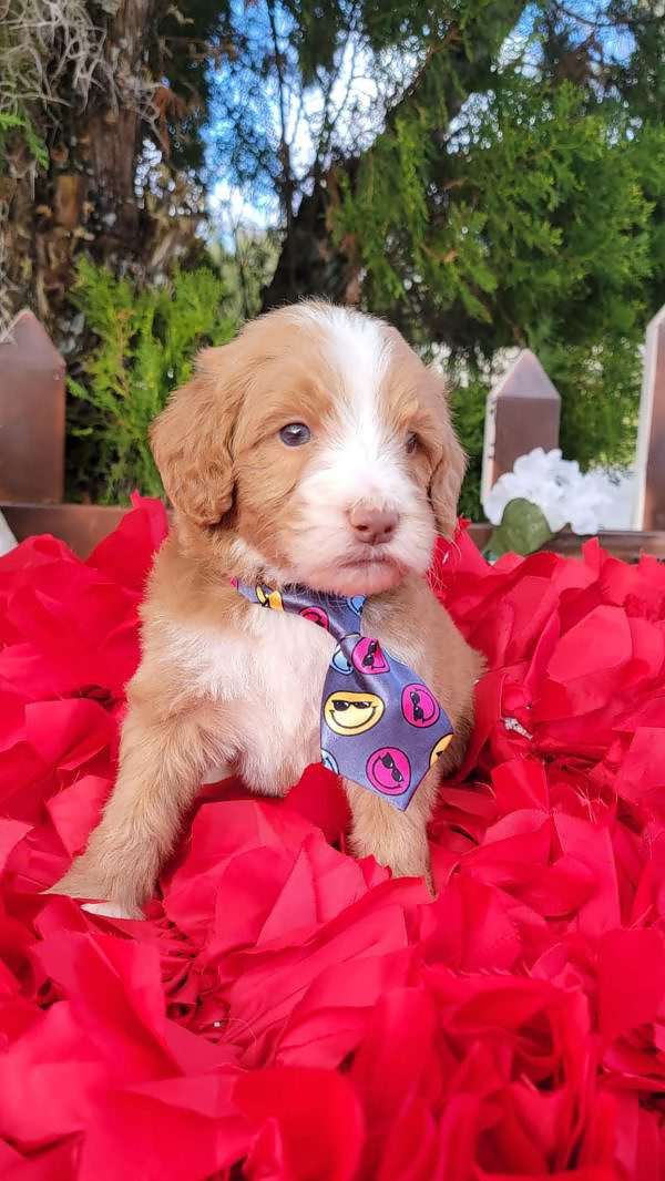 Standard – Austin – Male – Goldendoodles By Aggie