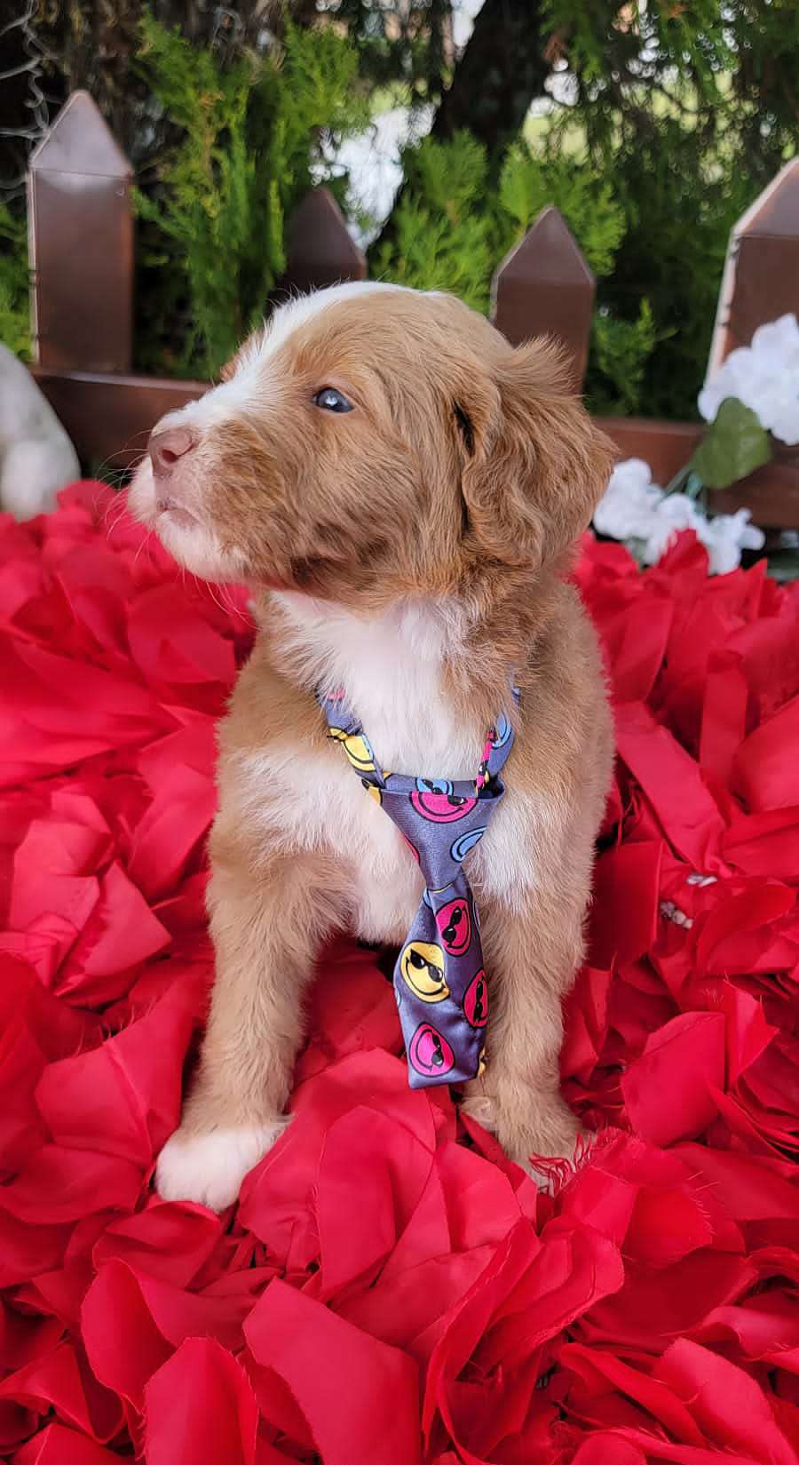 Standard – Austin – Male – Goldendoodles By Aggie