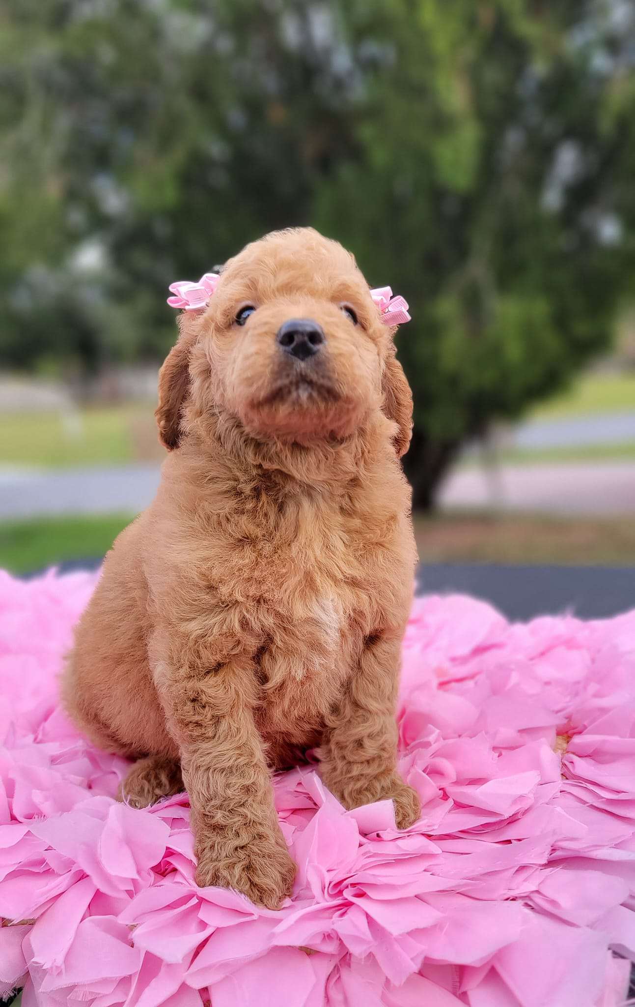 Standard – Primrose – Female – Goldendoodles By Aggie