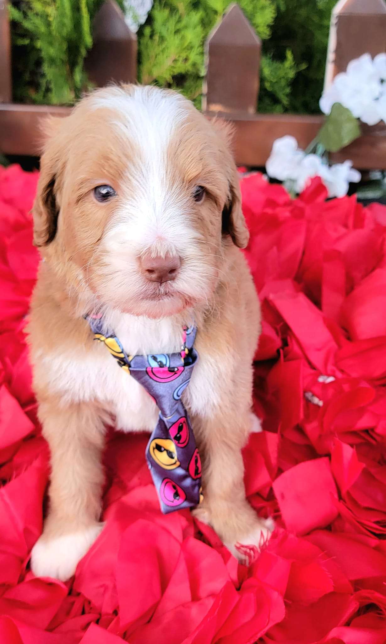 Standard – Austin – Male – Goldendoodles By Aggie