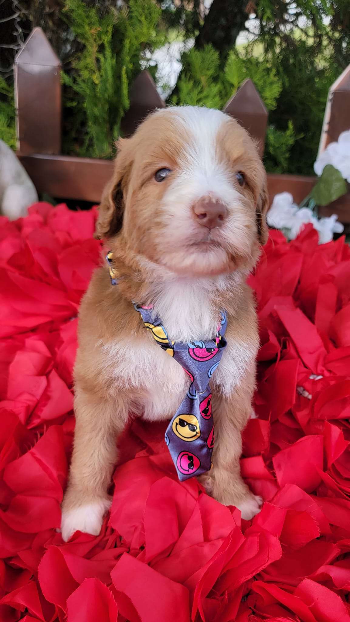 Standard – Austin – Male – Goldendoodles By Aggie