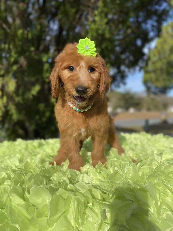 Standard – Porcha – Female – Goldendoodles By Aggie