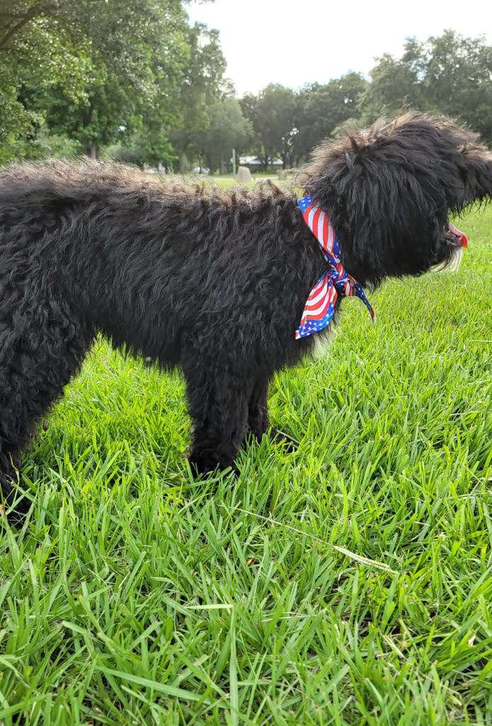 Standard - Dodge - Male - Goldendoodles By Aggie