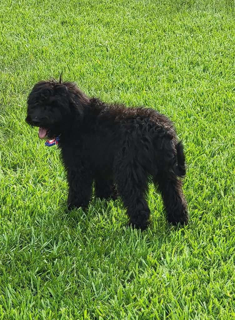 Standard - Dodge - Male - Goldendoodles By Aggie