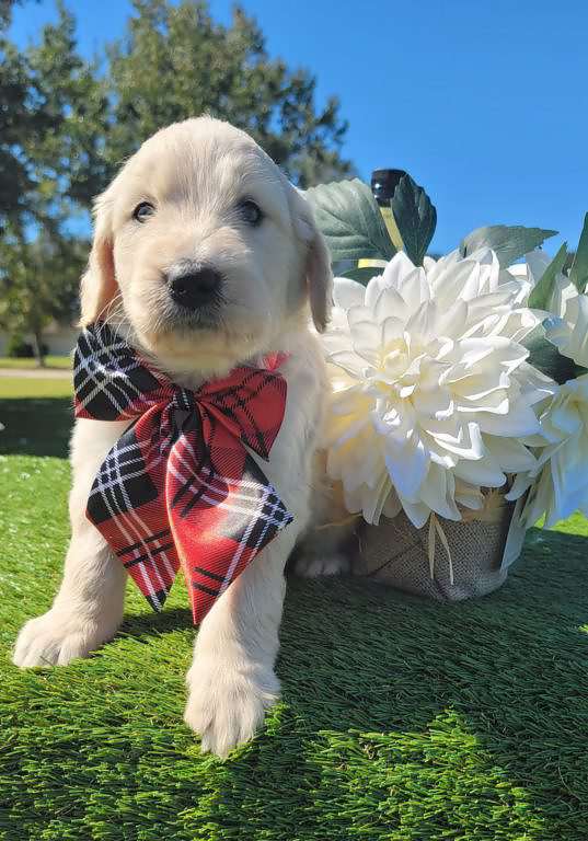 Standard – Gizmo – Male – Goldendoodles By Aggie