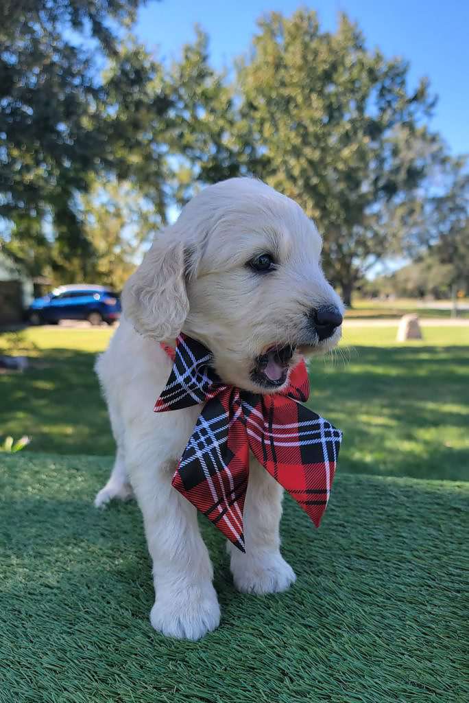 Standard – Gizmo – Male – Goldendoodles By Aggie
