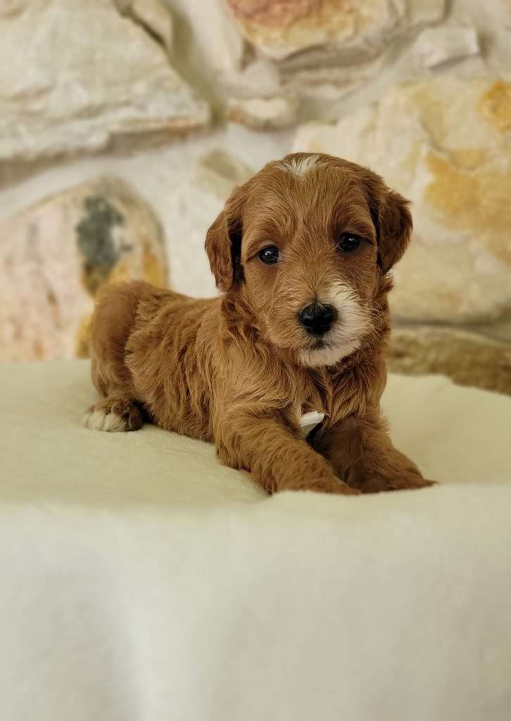 Toy/Mini- Roger – Male – Goldendoodles By Aggie