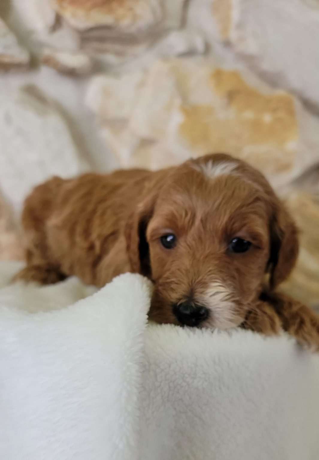Toy/Mini- Roger – Male – Goldendoodles By Aggie