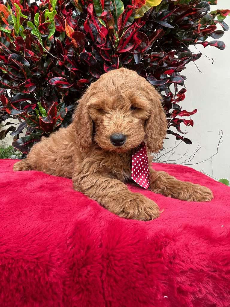 Miniature – Hemi – Male – Goldendoodles By Aggie