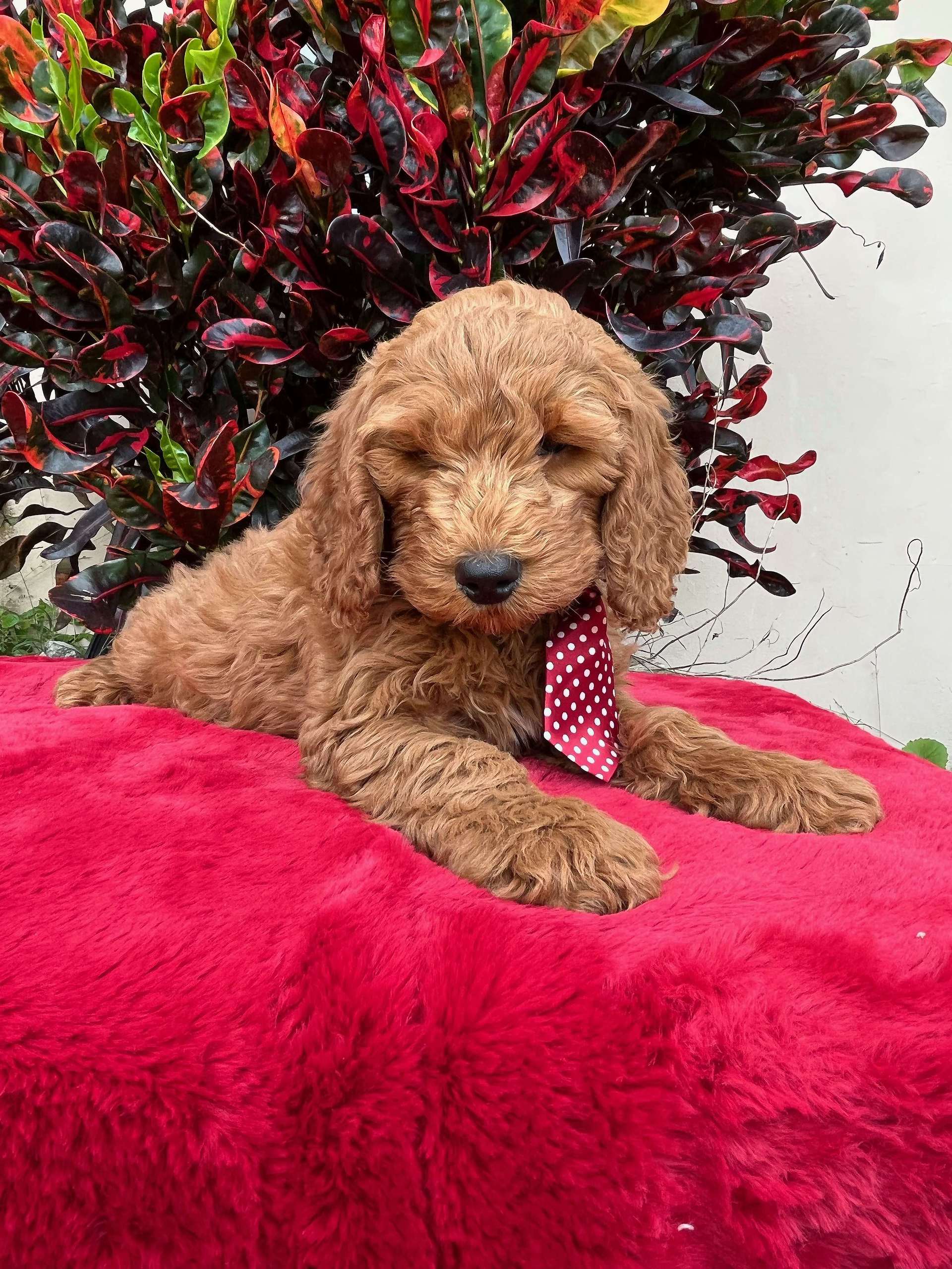 Miniature - Hemi - Male - Goldendoodles By Aggie