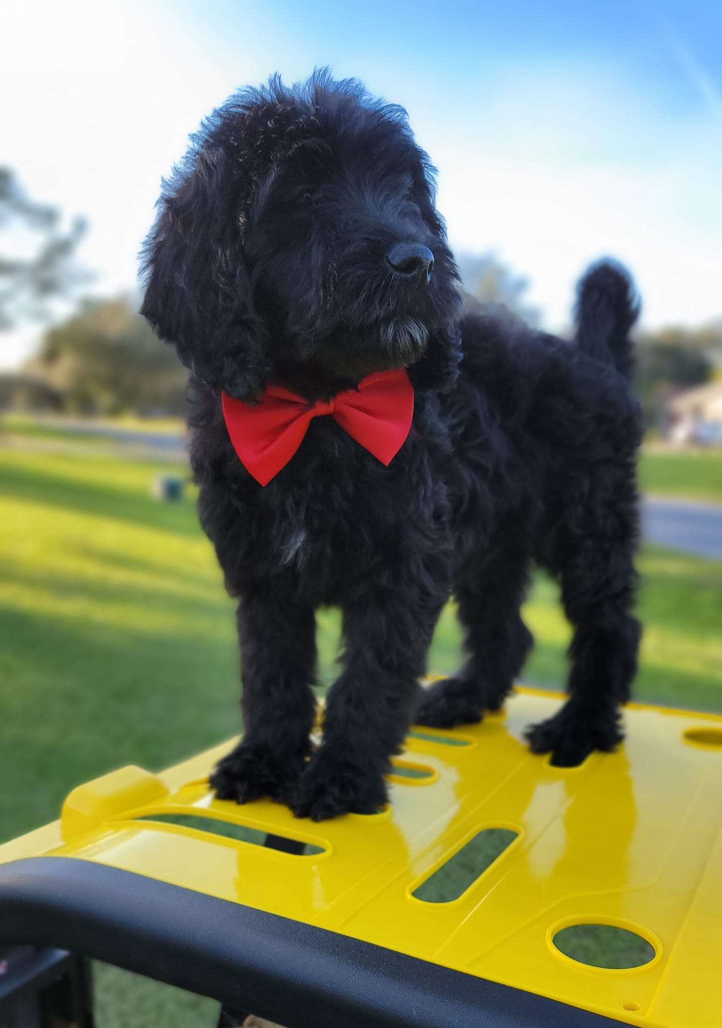 Standard – Dasher – Male – Goldendoodles By Aggie