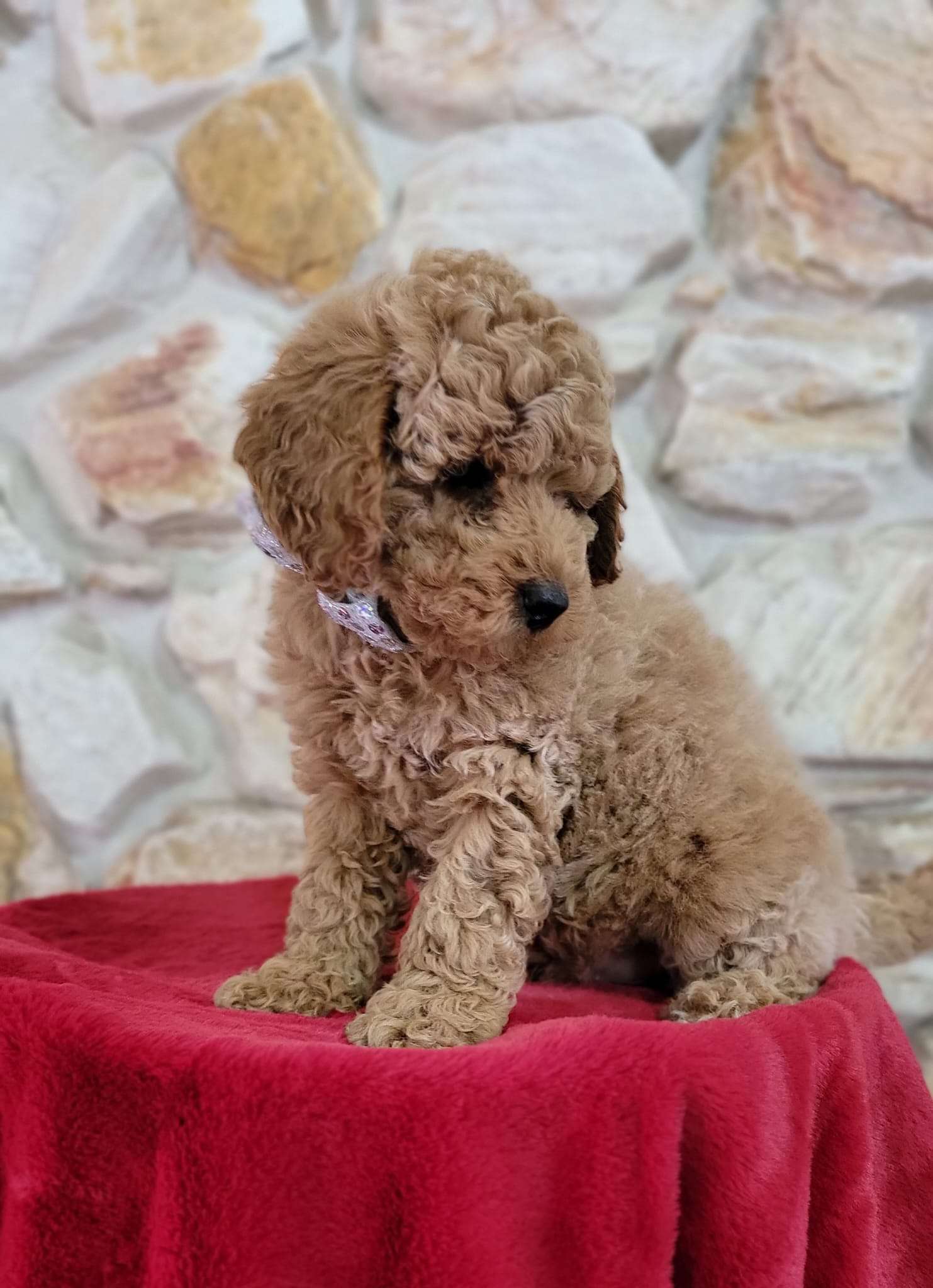 Mini - Finnigan - Male - Goldendoodles By Aggie