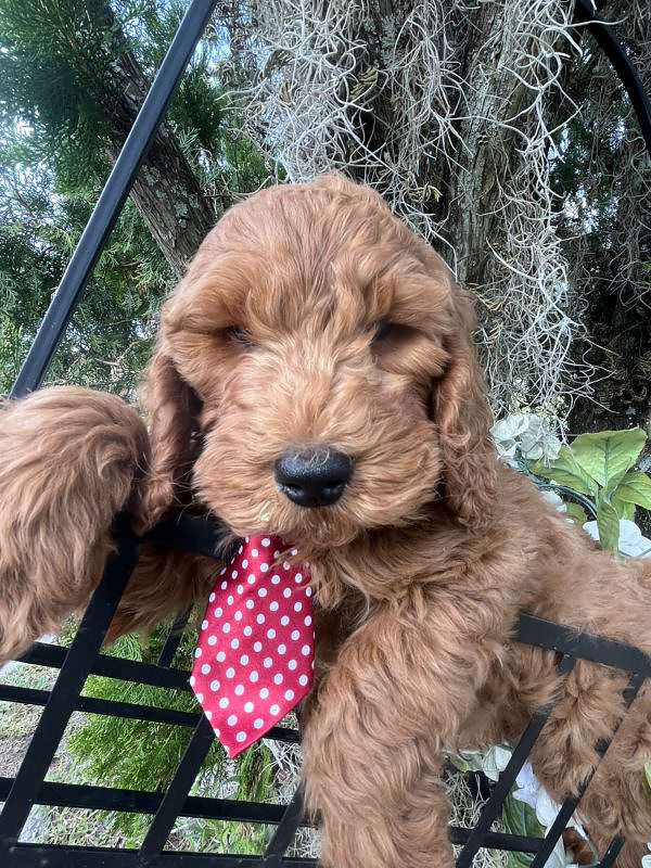 Miniature - Hemi - Male - Goldendoodles By Aggie