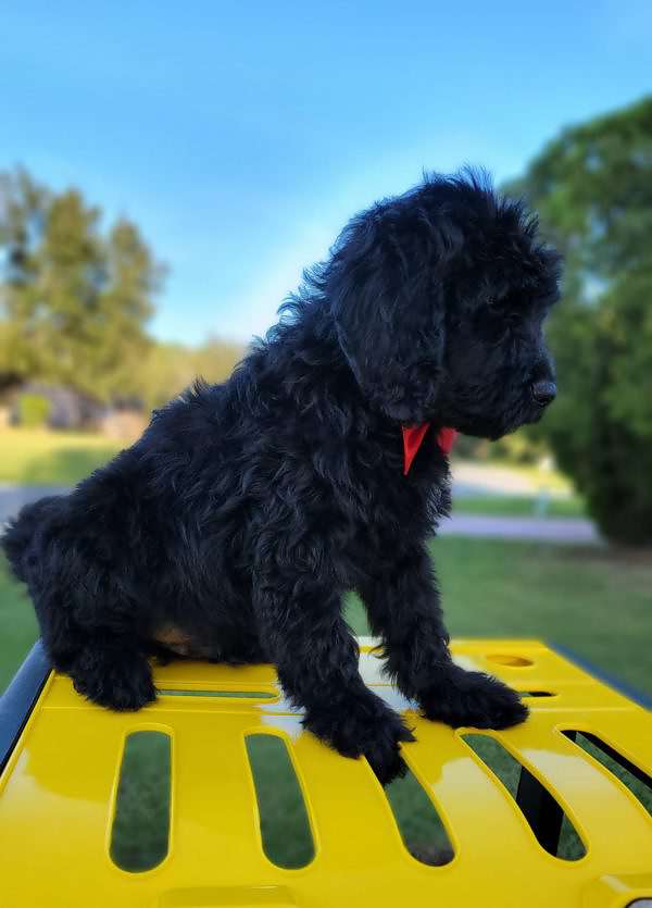 Standard – Dasher – Male – Goldendoodles By Aggie