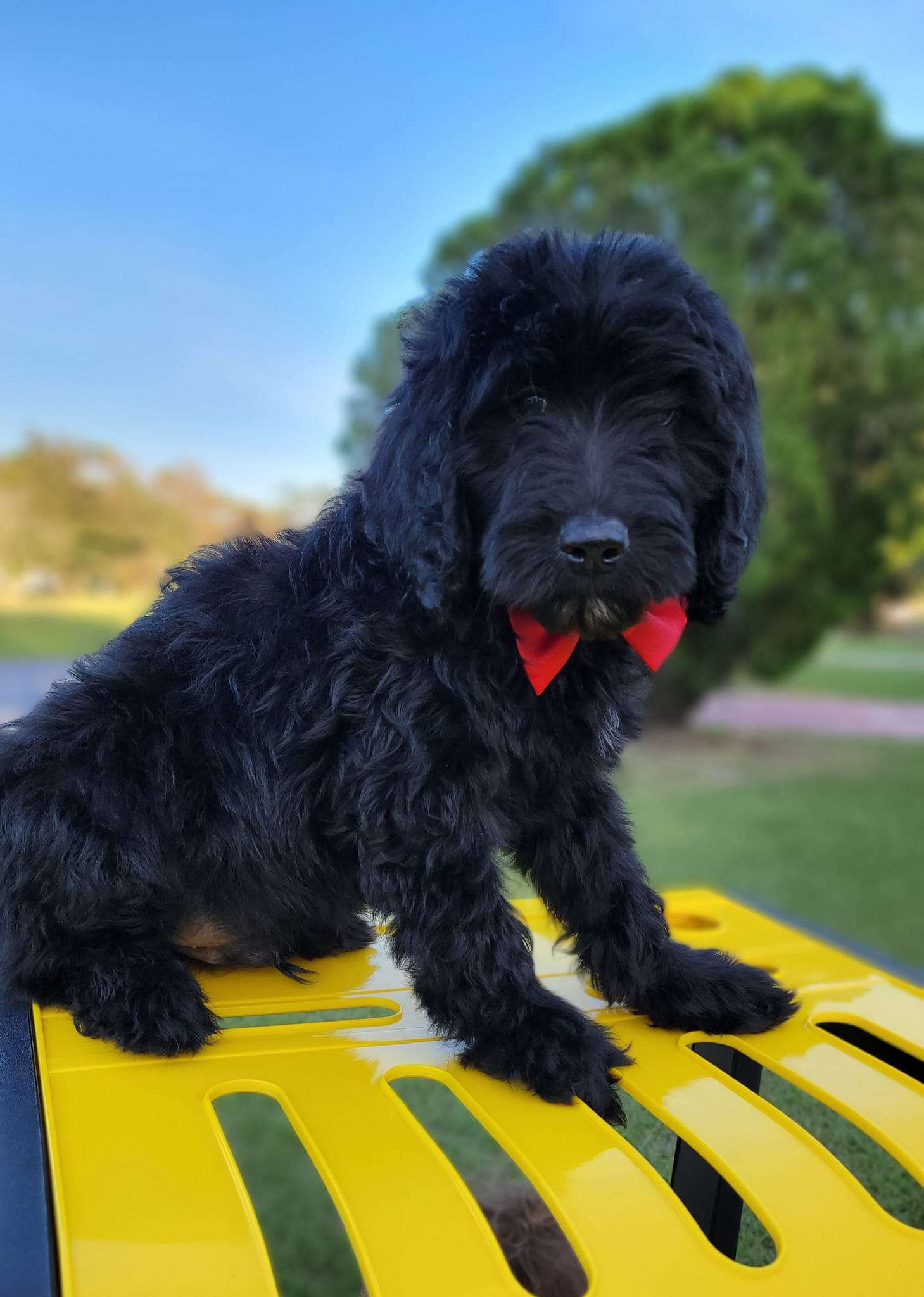 Standard – Dasher – Male – Goldendoodles By Aggie