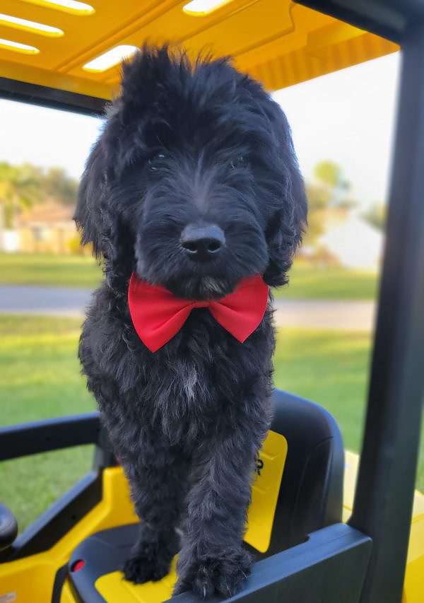 Standard – Dasher – Male – Goldendoodles By Aggie