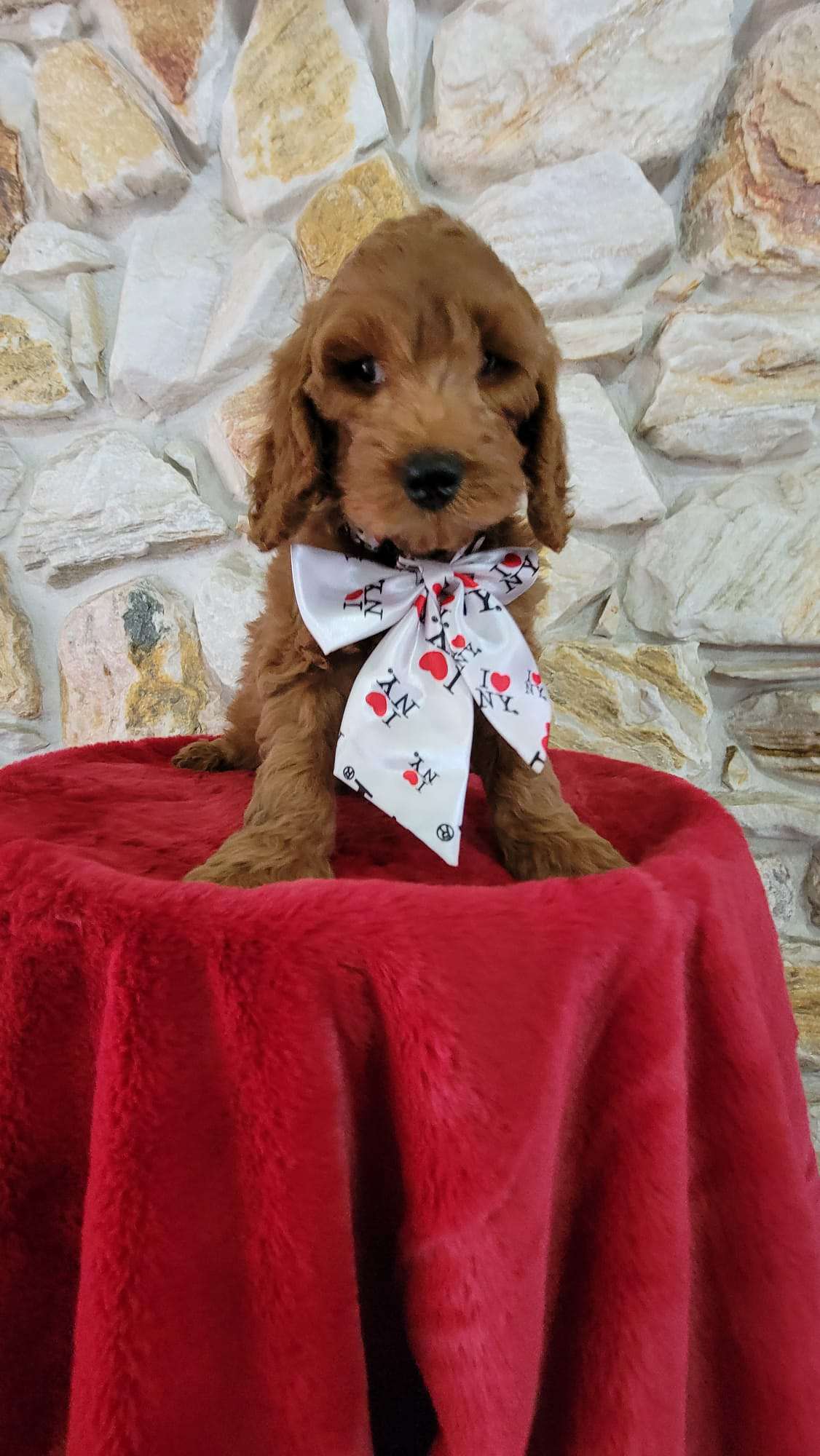 Miniature - Hemi - Male - Goldendoodles By Aggie