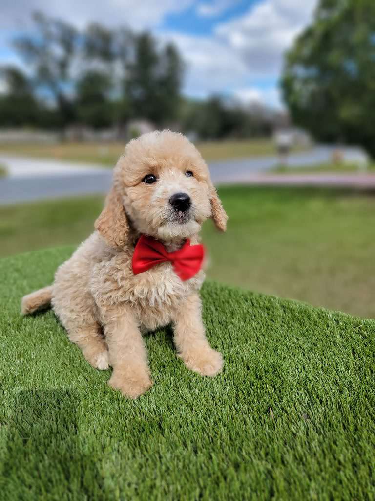 Standard – Richard – Male – Goldendoodles By Aggie