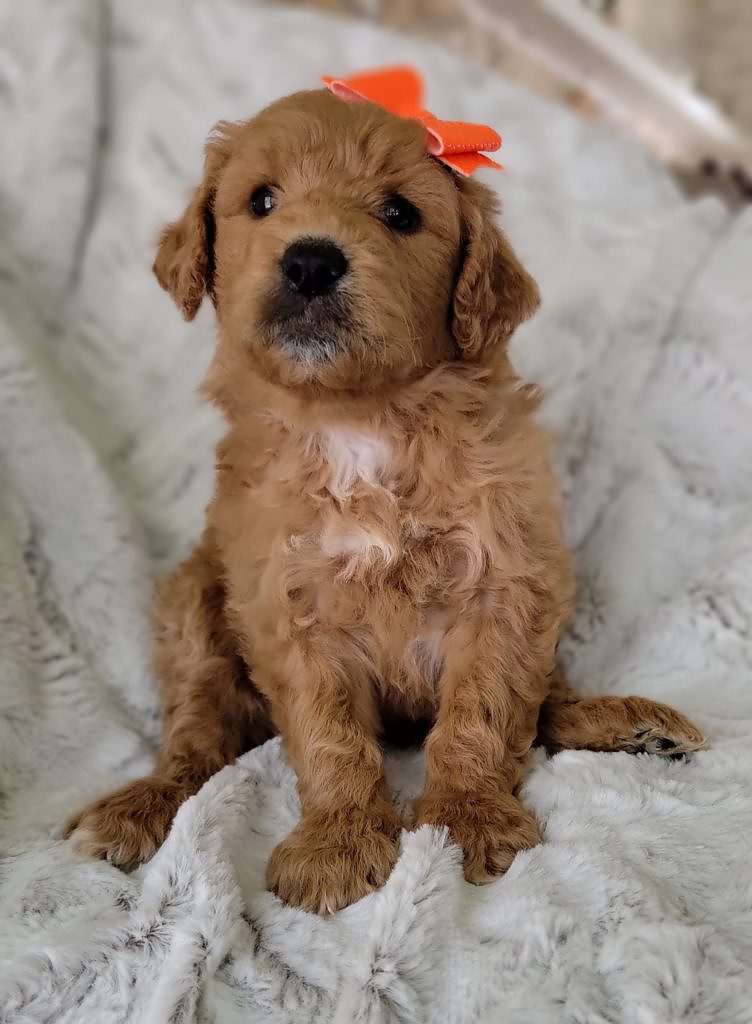 Standard -Zia- Female – Goldendoodles By Aggie