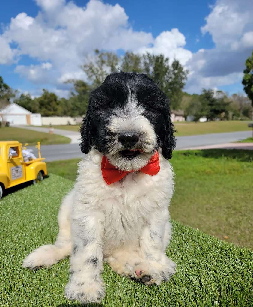 Standard – Reggie -Male – Goldendoodles By Aggie