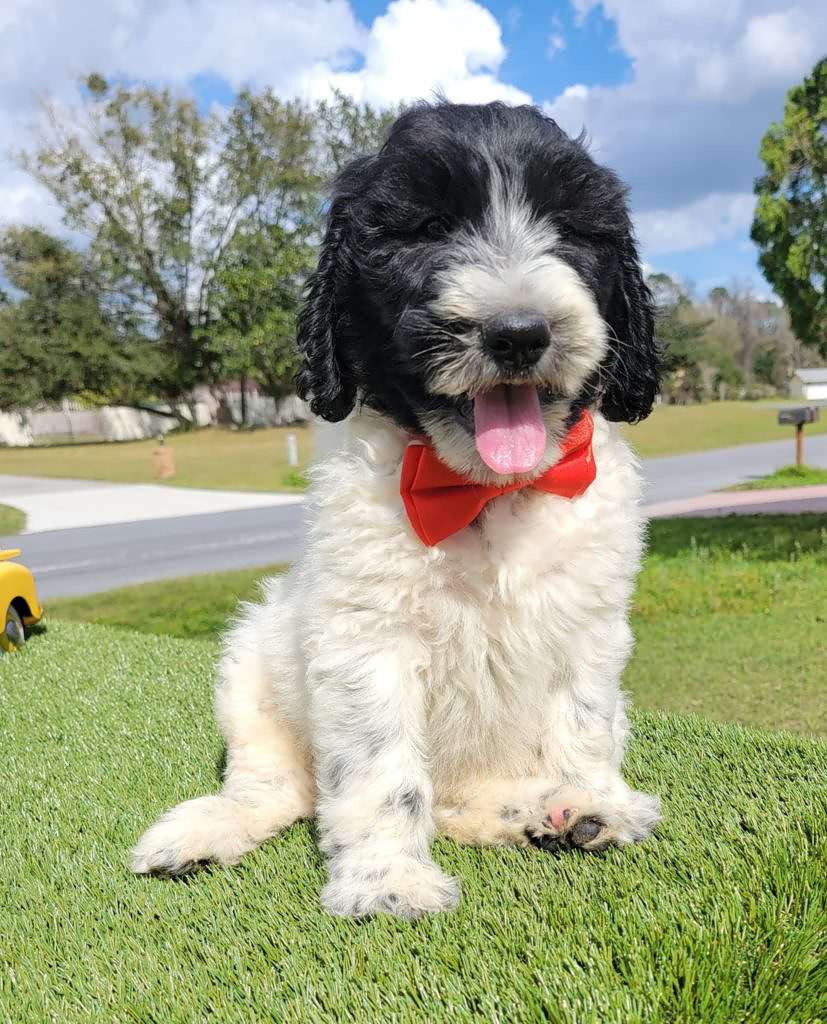 Standard – Reggie -Male – Goldendoodles By Aggie