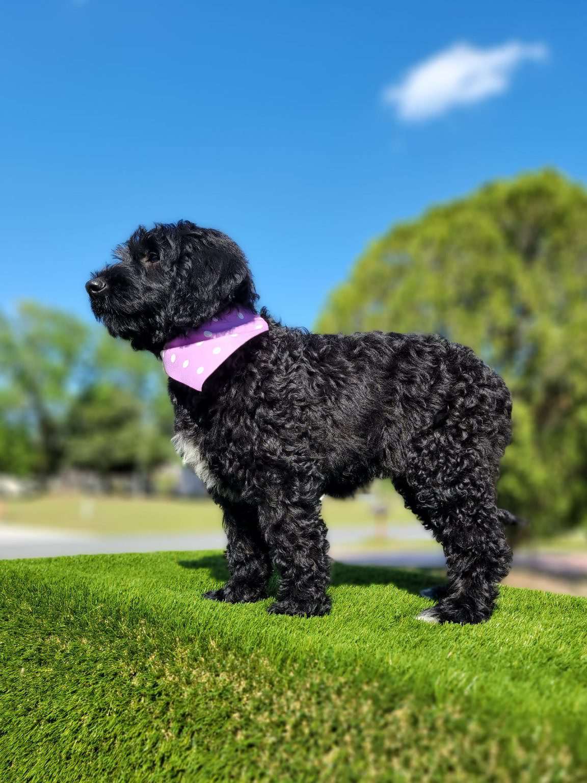 Standard – Melissa – Female – Goldendoodles By Aggie