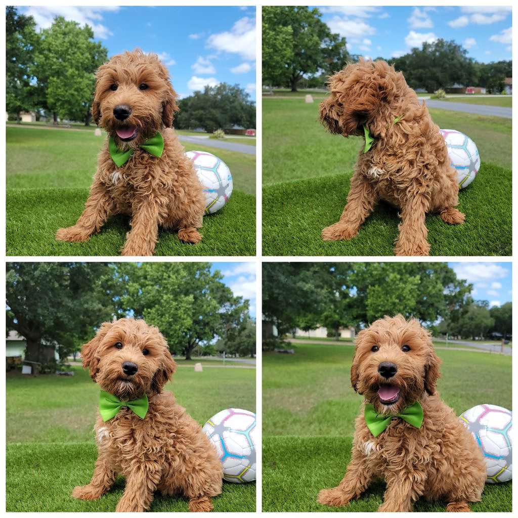 Mini – Pookie – Male – Goldendoodles By Aggie