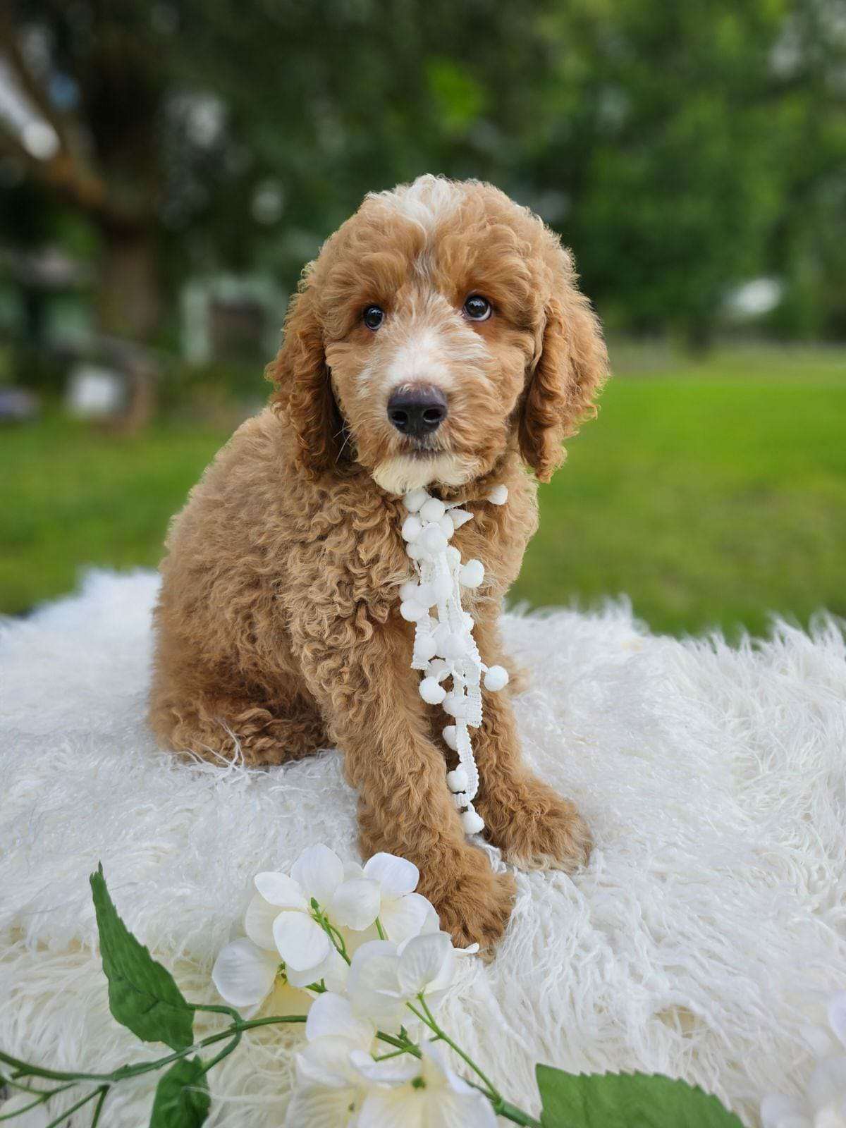 Standard – Maple – Male – Goldendoodles By Aggie