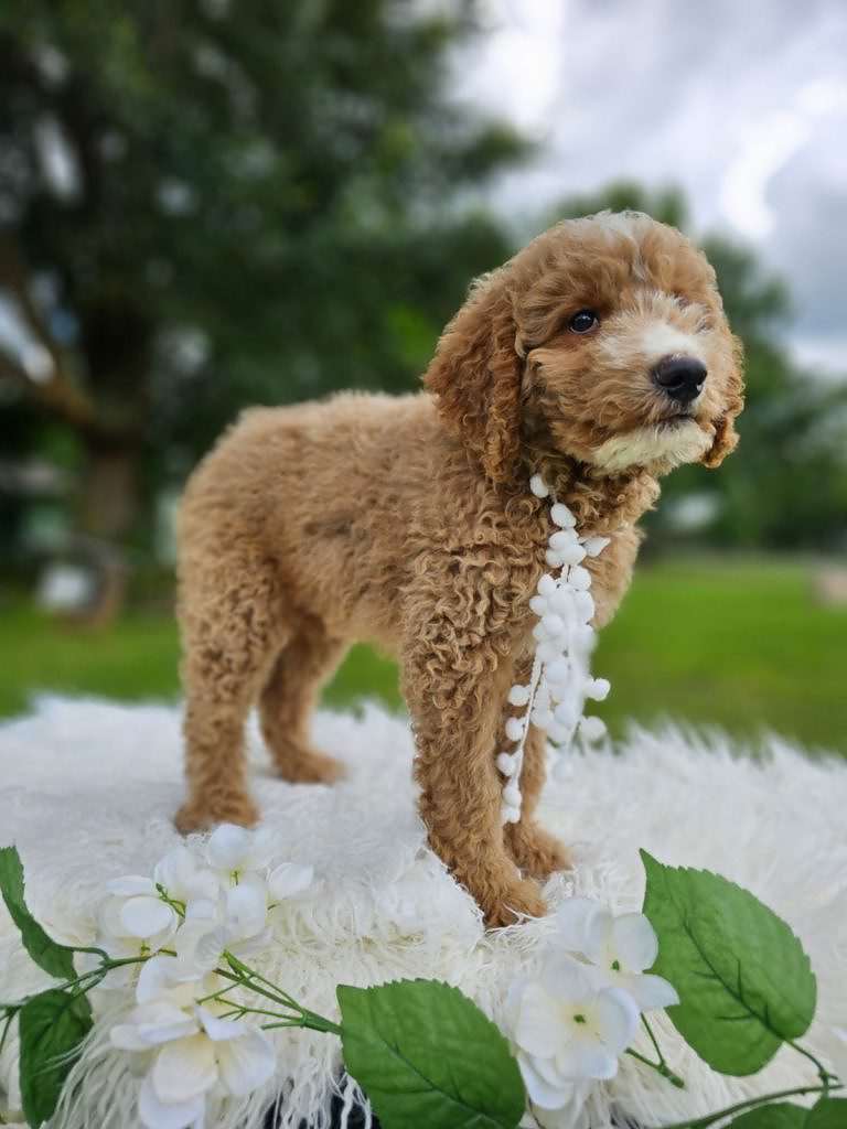 Standard – Maple – Male – Goldendoodles By Aggie