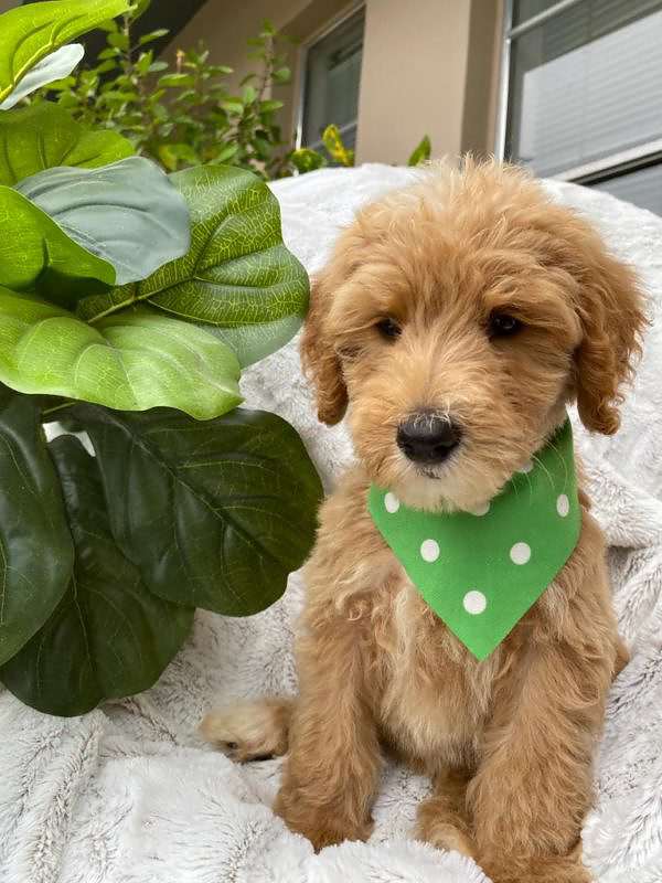 Medium - Clay - Male - Goldendoodles By Aggie