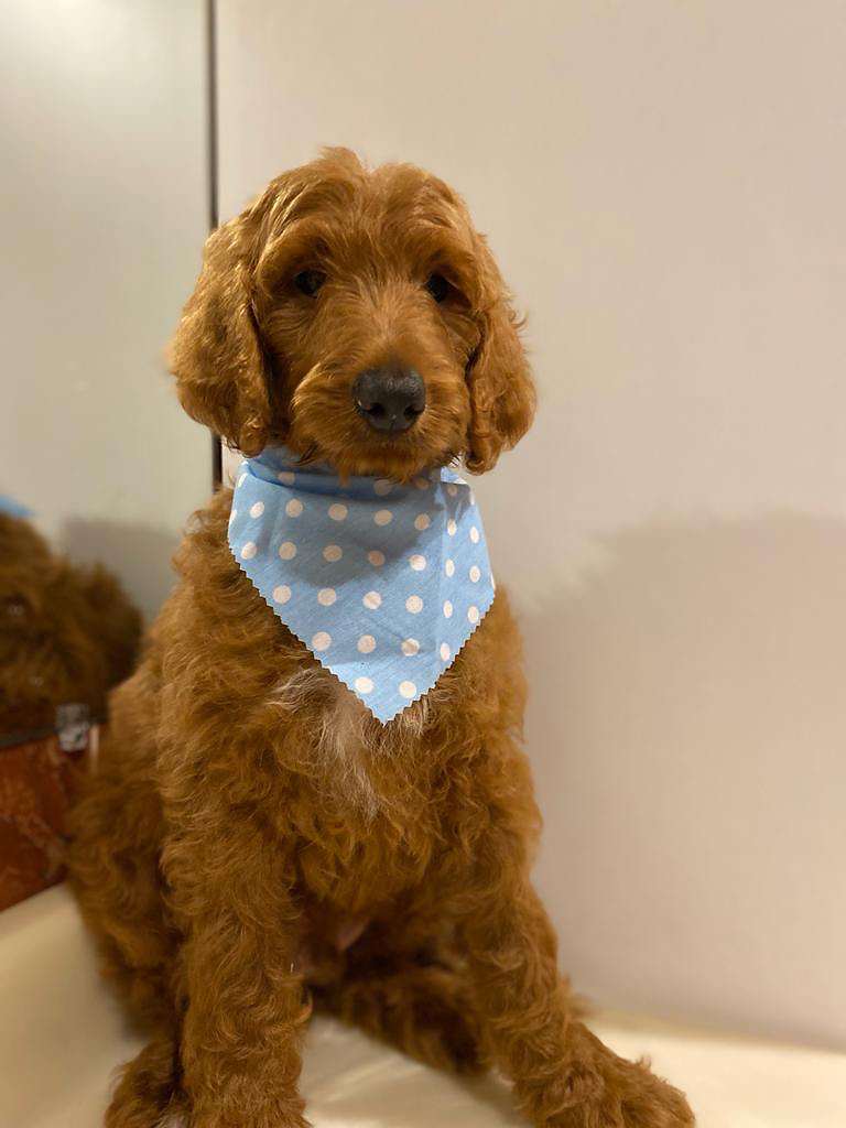 Standard - Archie - Male - Goldendoodles By Aggie