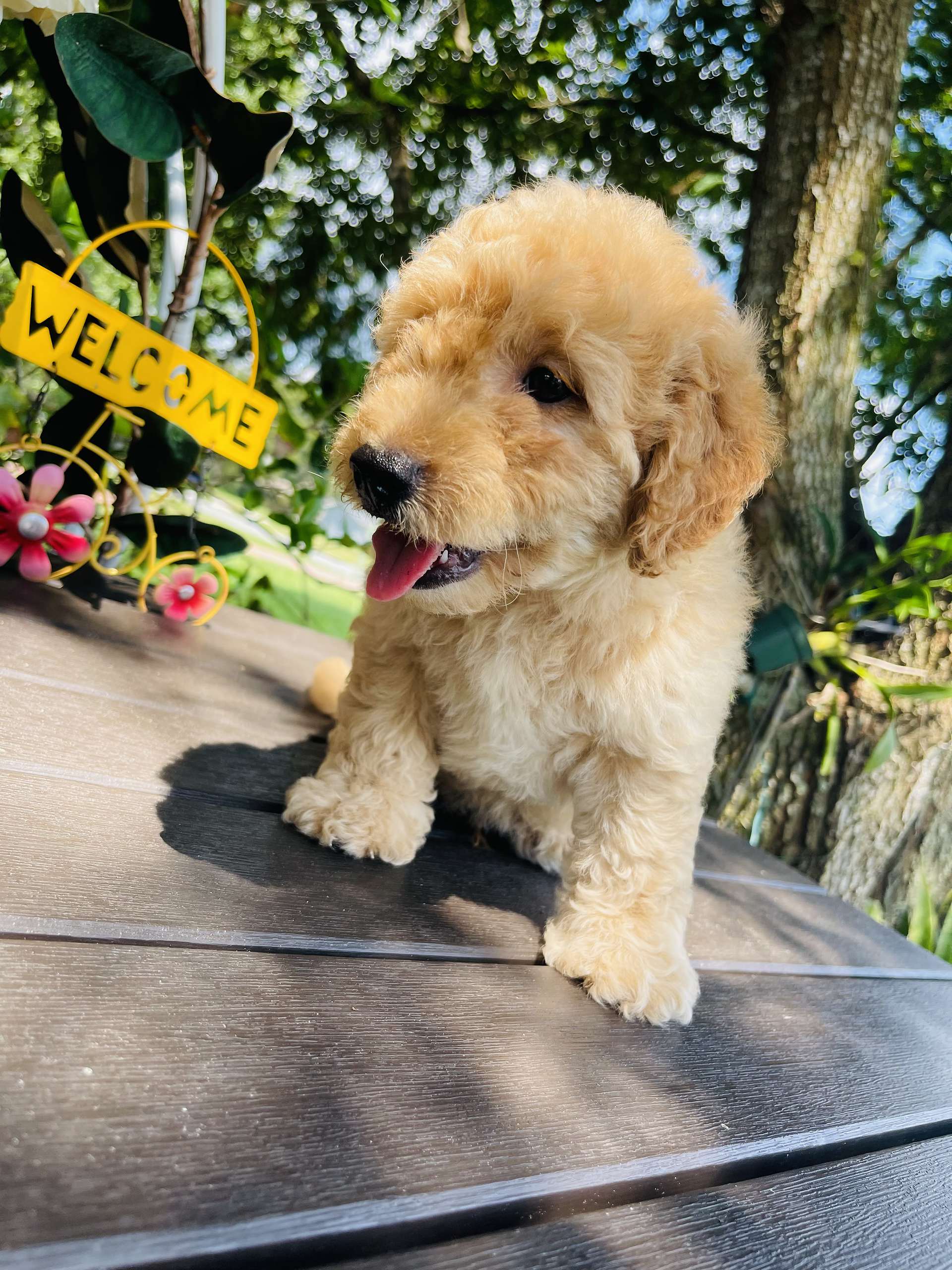 Goldendoodle For Sale Florida | Goldendoodles by Aggie