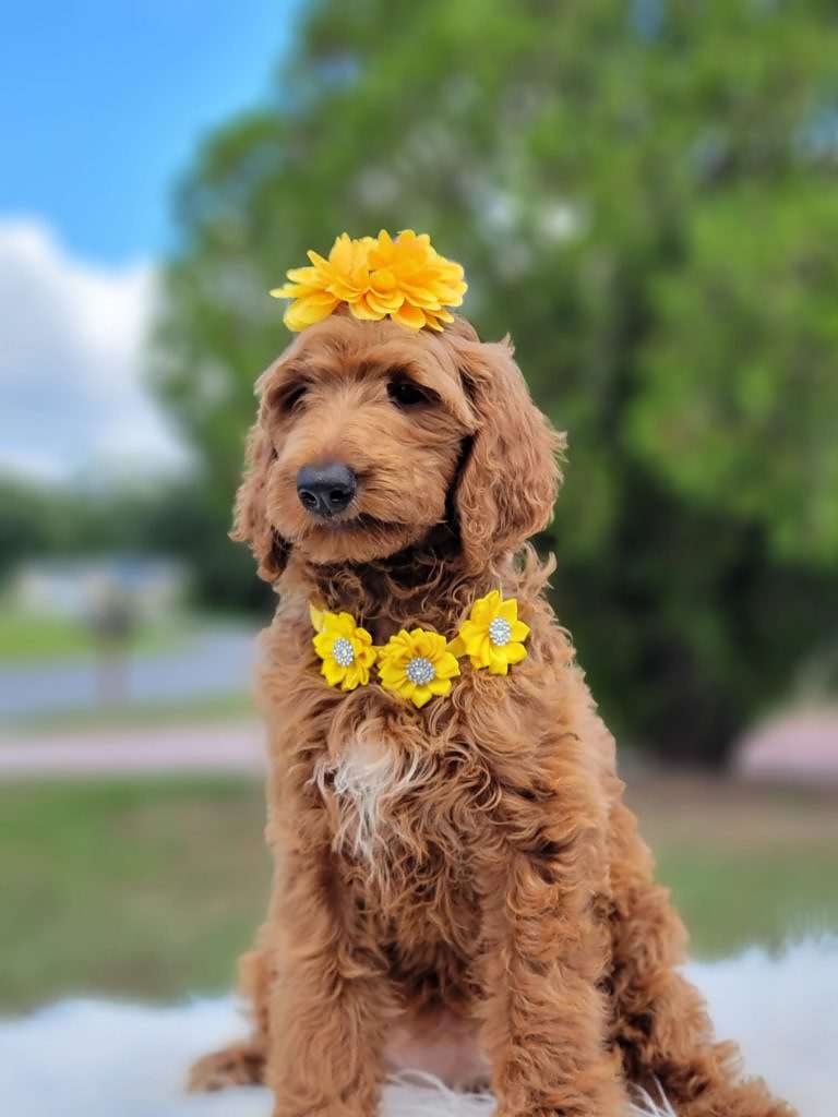 Standard - Michelle - Female - Goldendoodles By Aggie