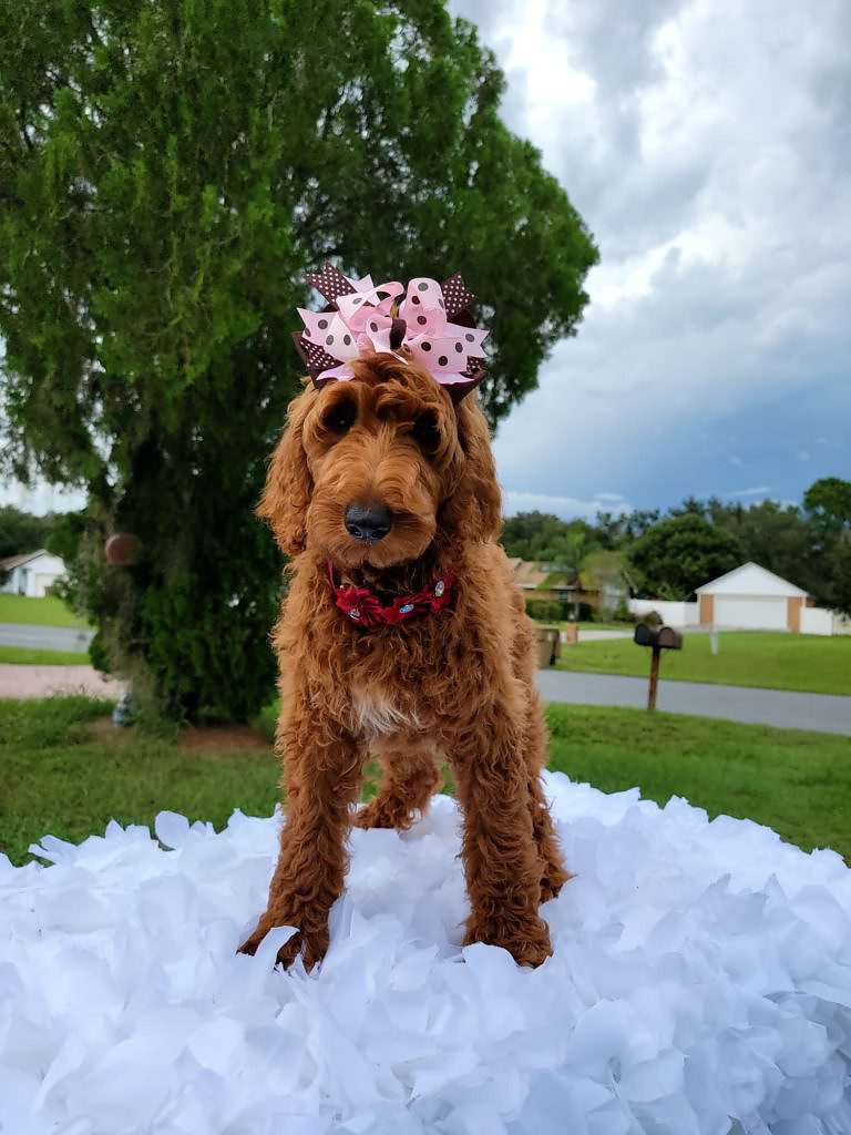 Standard – Michelle – Female – Goldendoodles By Aggie