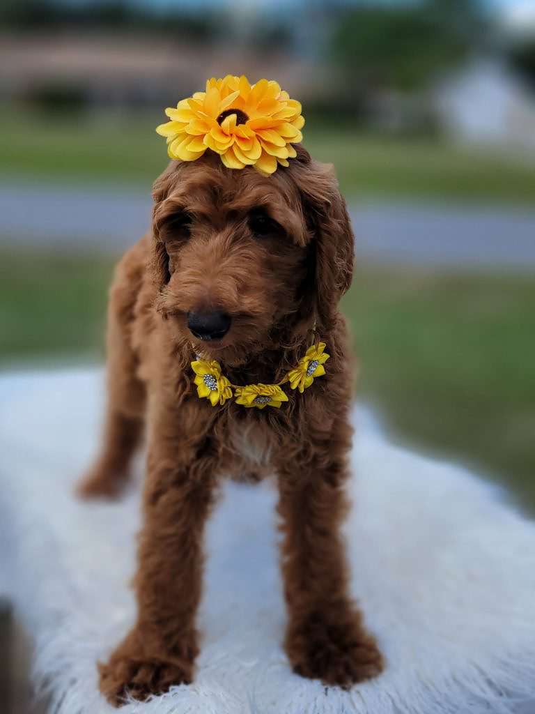 Standard – Michelle – Female – Goldendoodles By Aggie
