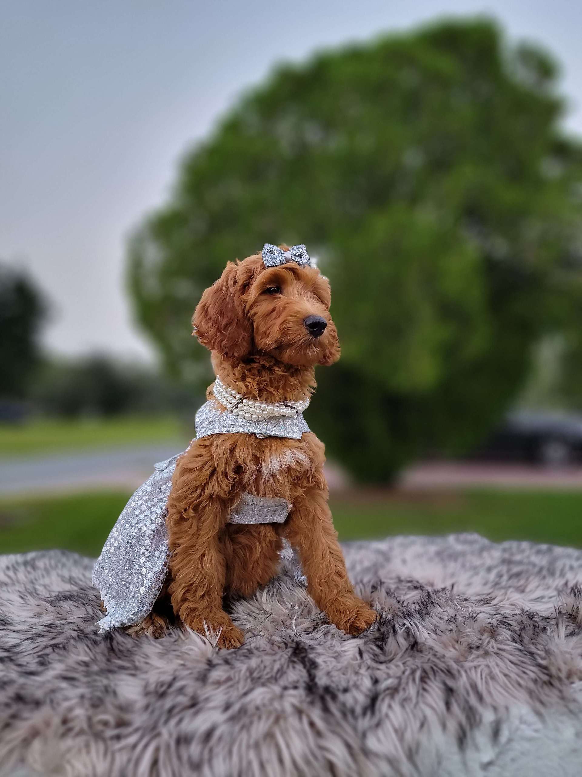 Medium - Adora - Female - Goldendoodles By Aggie