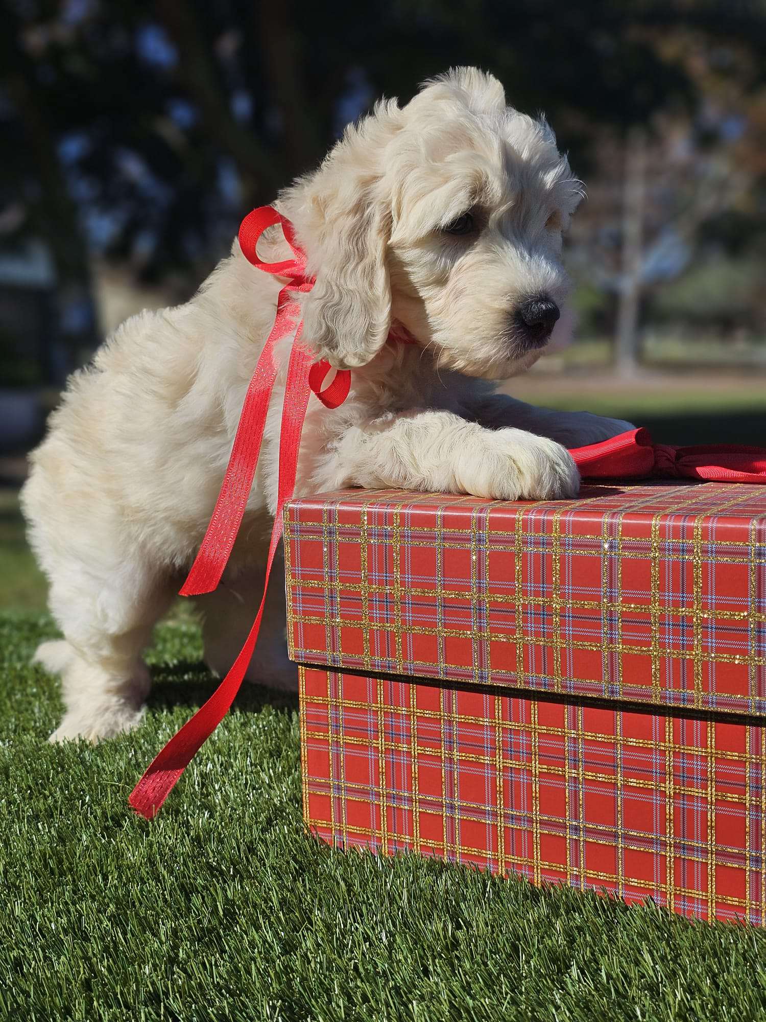 Standard - Buddy - Male - Goldendoodles By Aggie