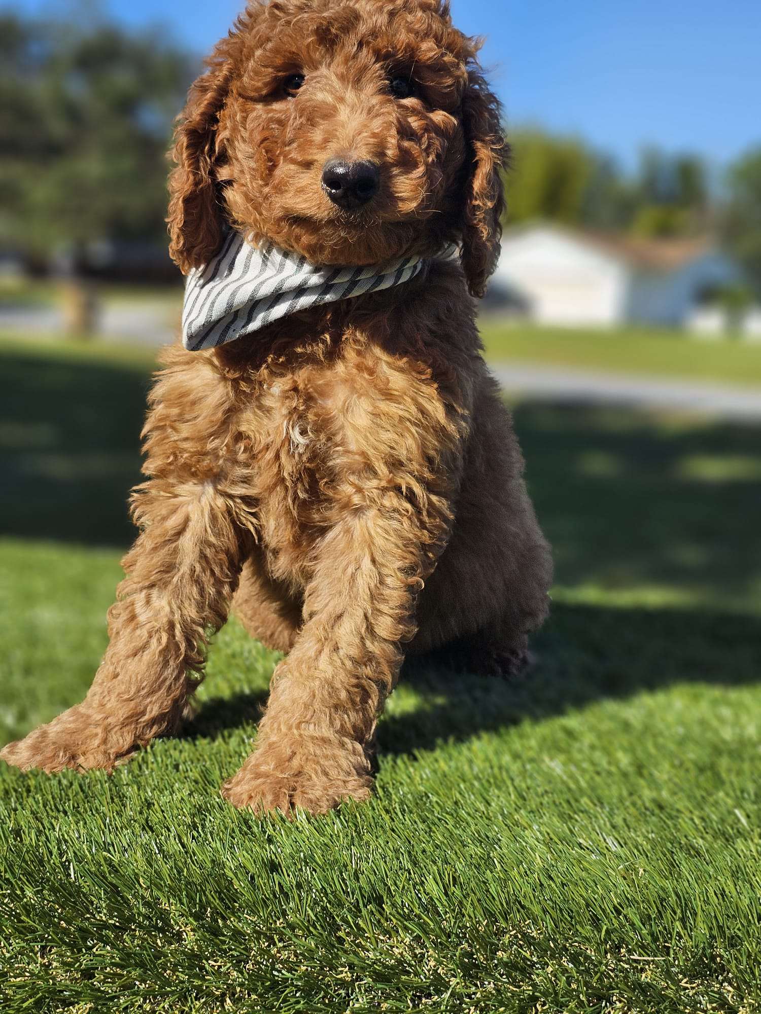 Standard - Goldie - Male - Goldendoodles By Aggie