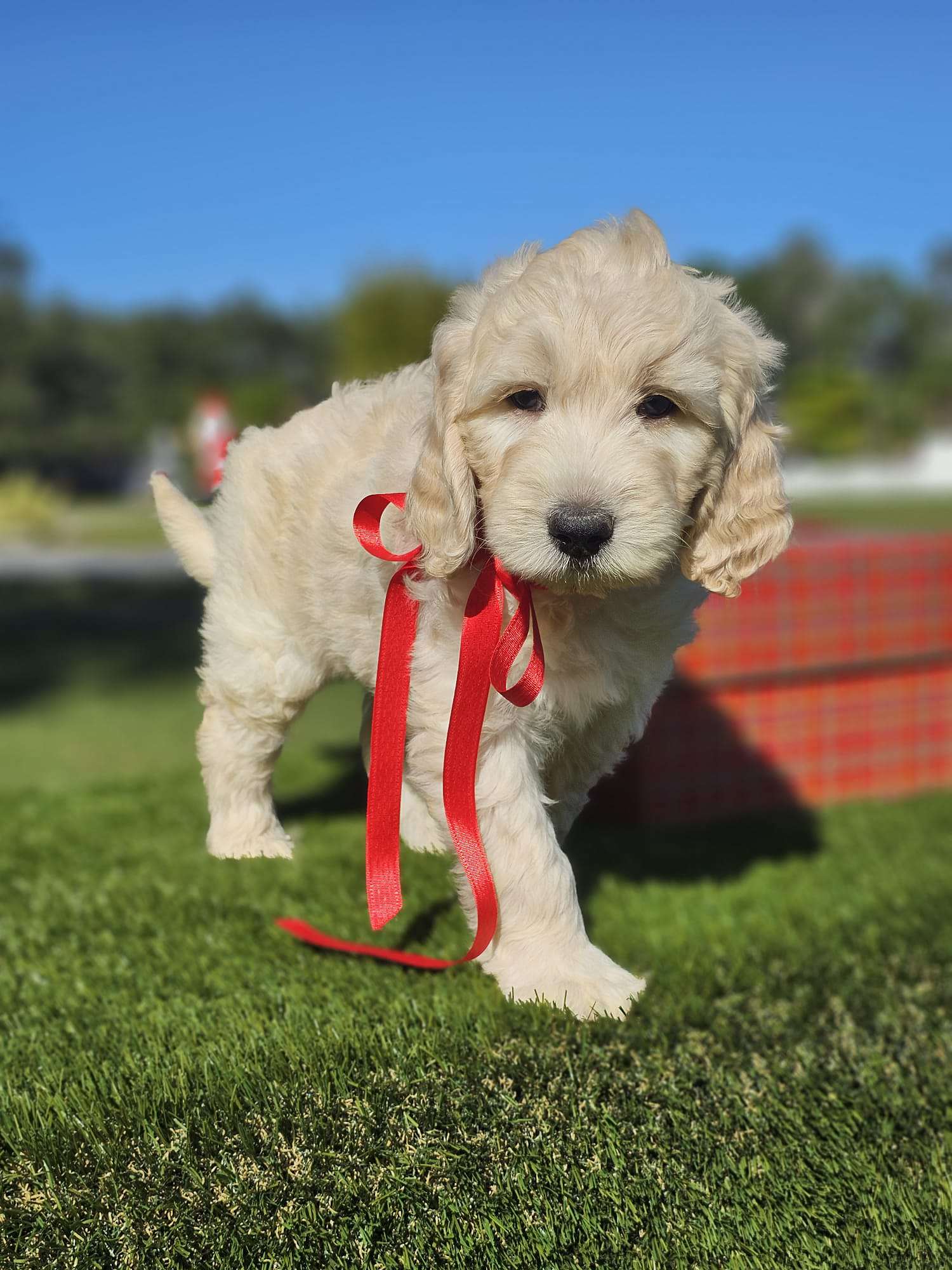 Standard - Buddy - Male - Goldendoodles By Aggie