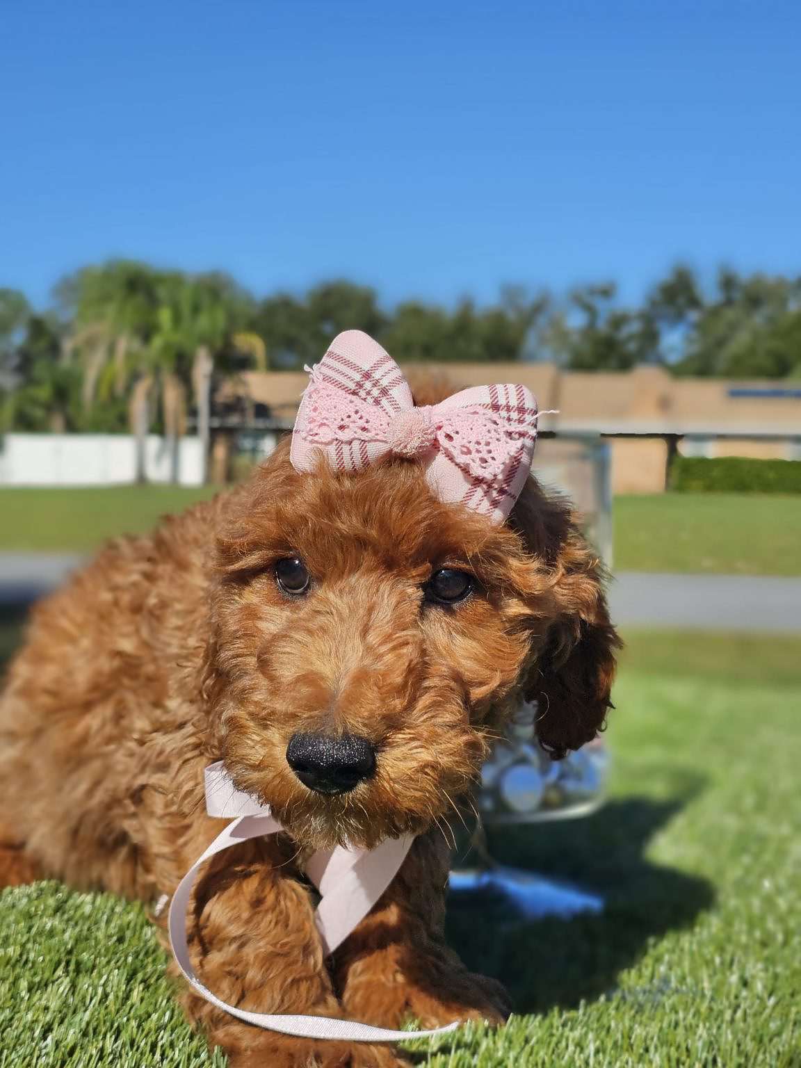 Miniature - Elsa - Female - Goldendoodles By Aggie